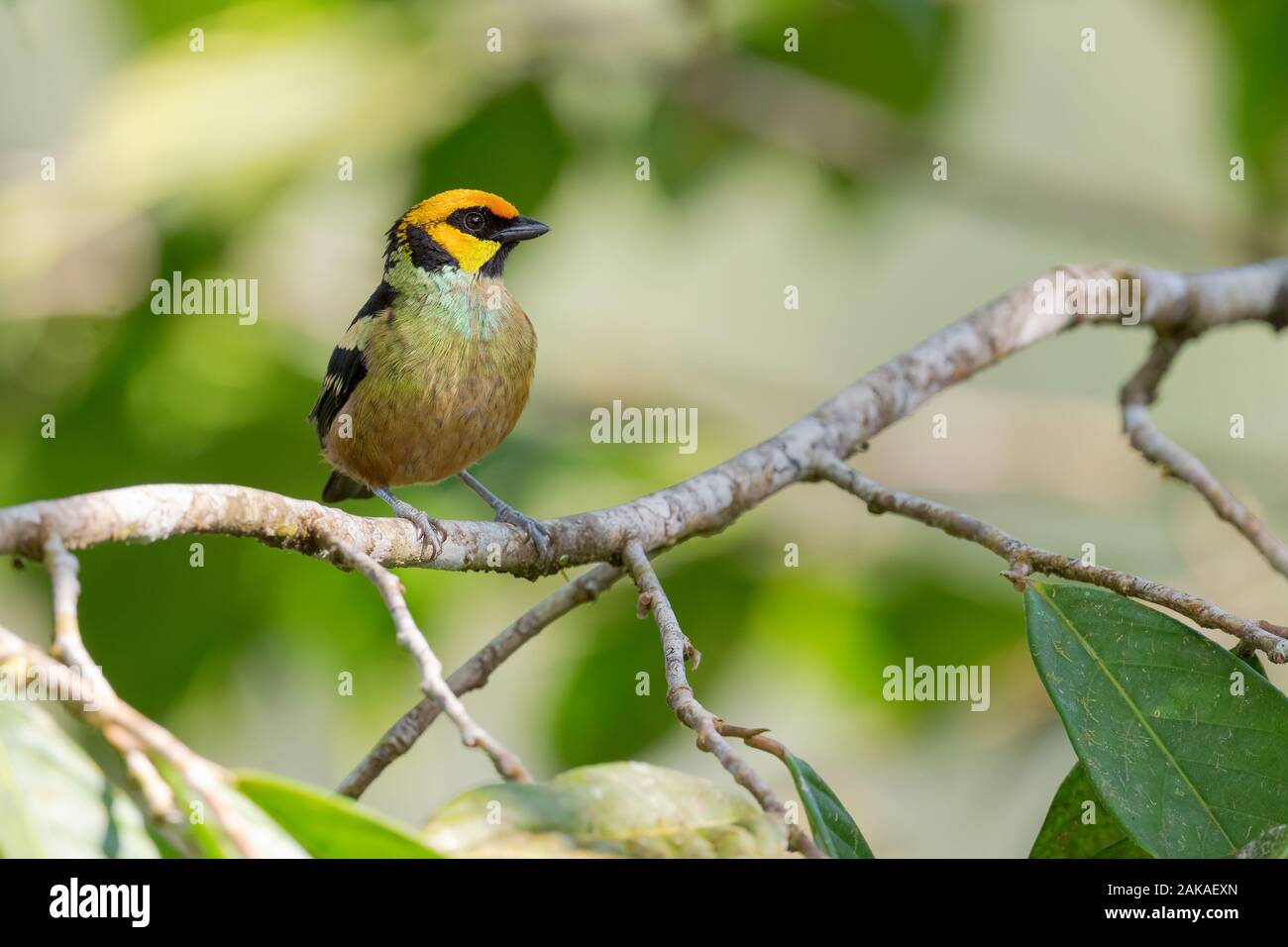 Flame-faced Tanager - Tangara parzudakii, beautiful colored rare ...