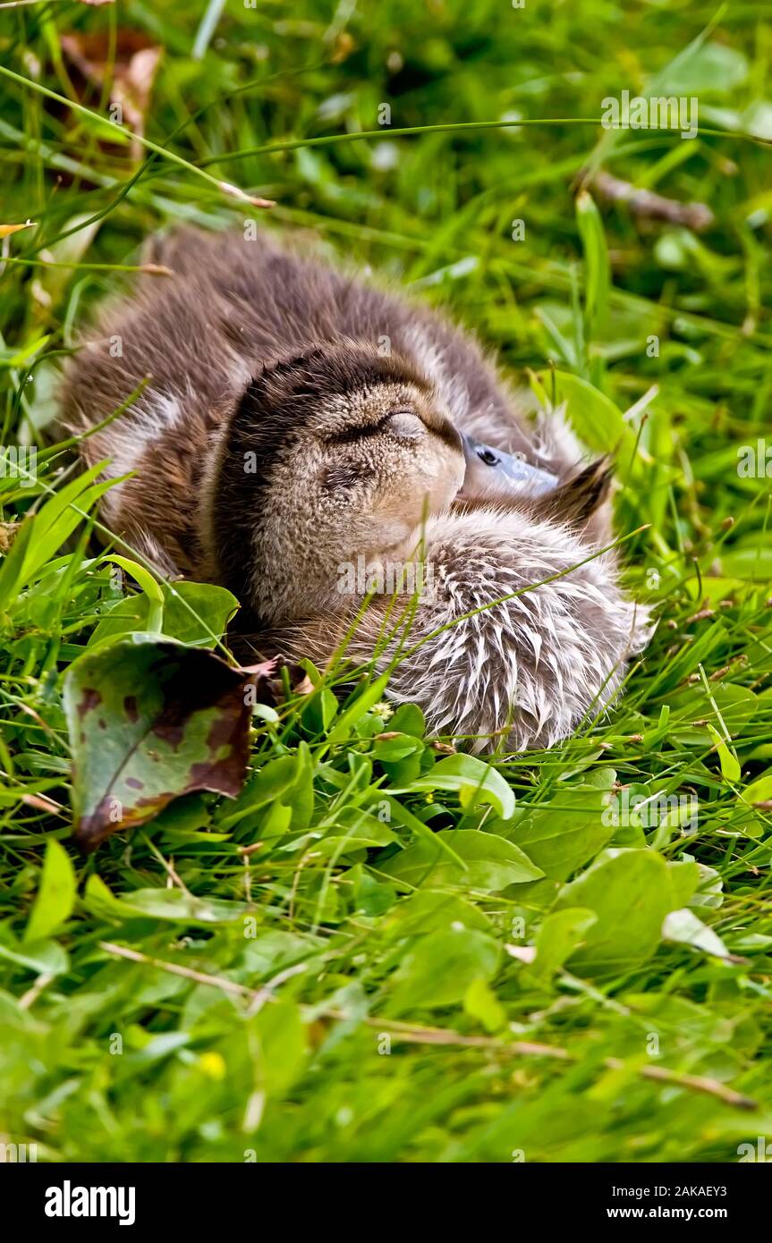 Ducking images hi-res stock photography and images - Alamy