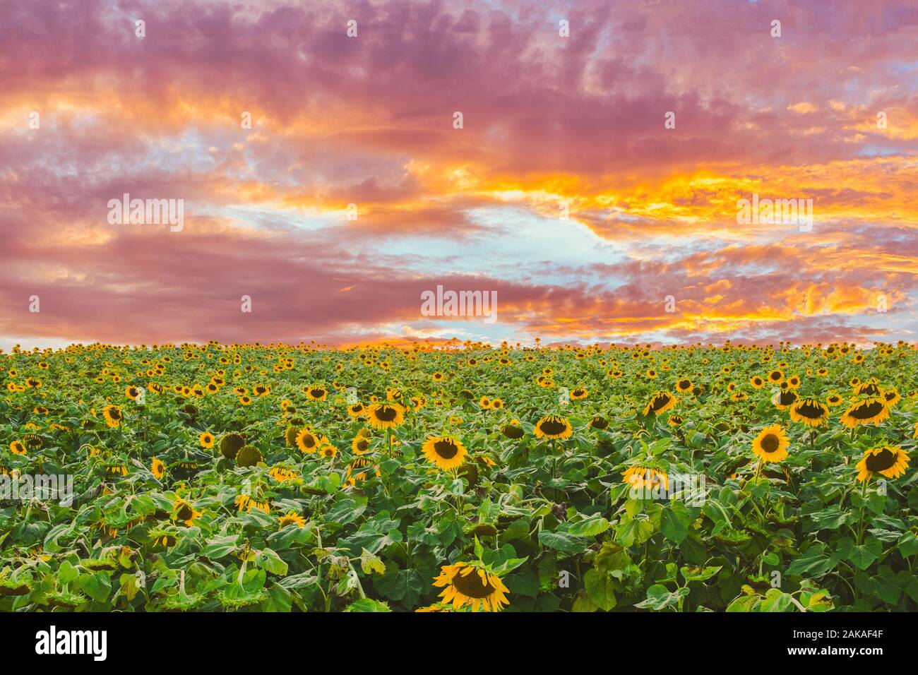 Sunset over sunflower field hi-res stock photography and images - Alamy