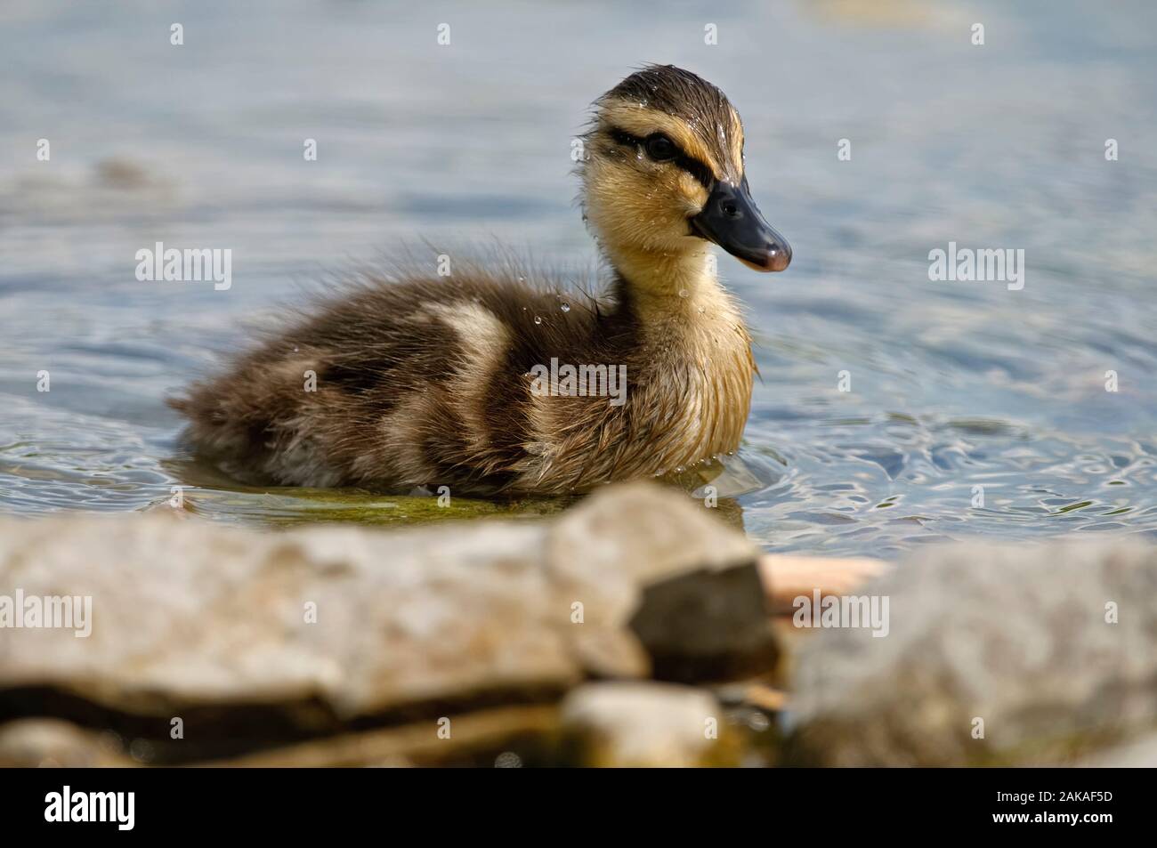 Mallard duck photos hi-res stock photography and images - Alamy