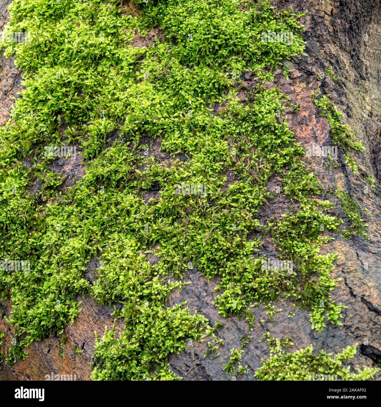 tree with moss on roots Stock Photo - Alamy