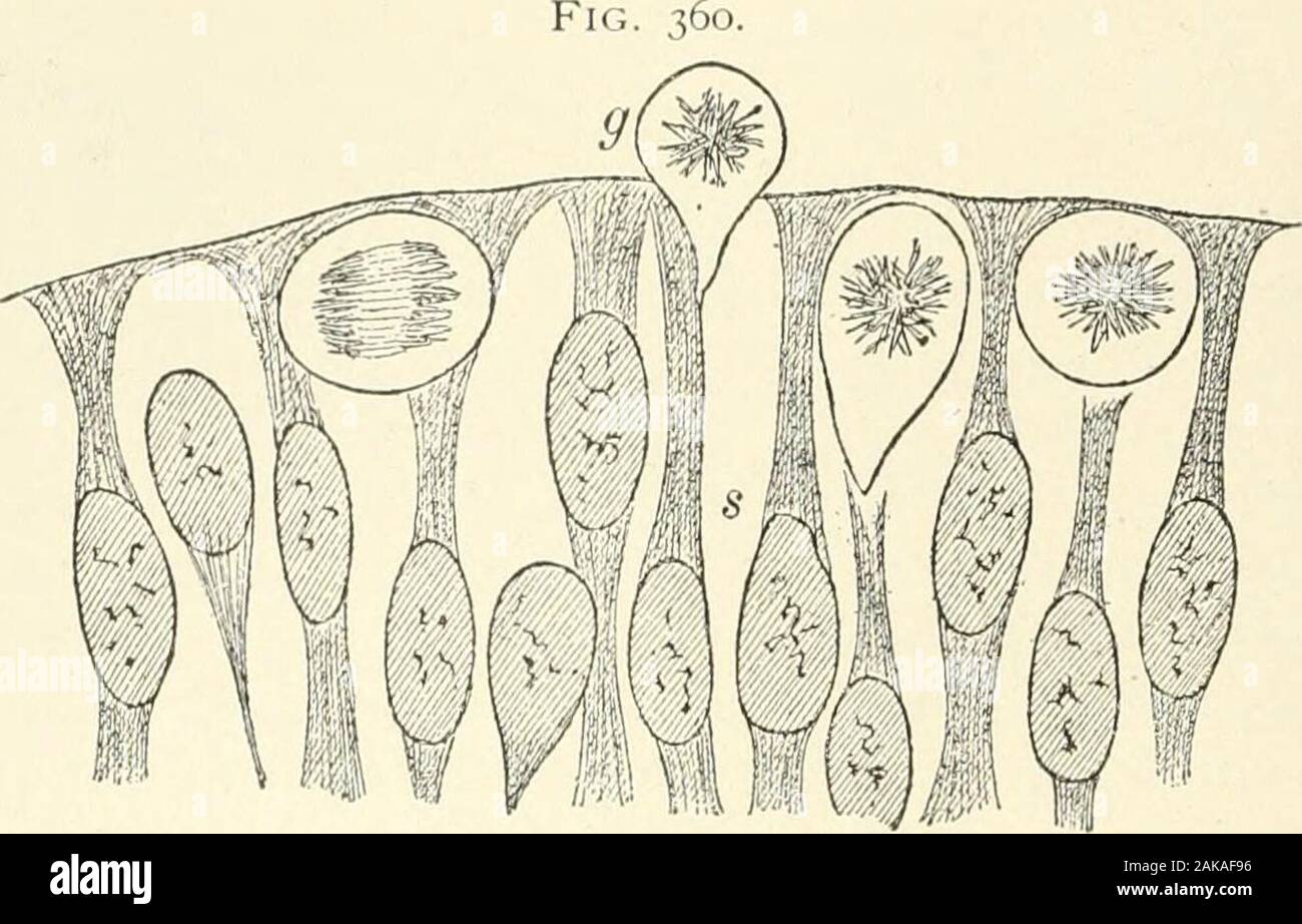 Neuraltube hi-res stock photography and images - Alamy