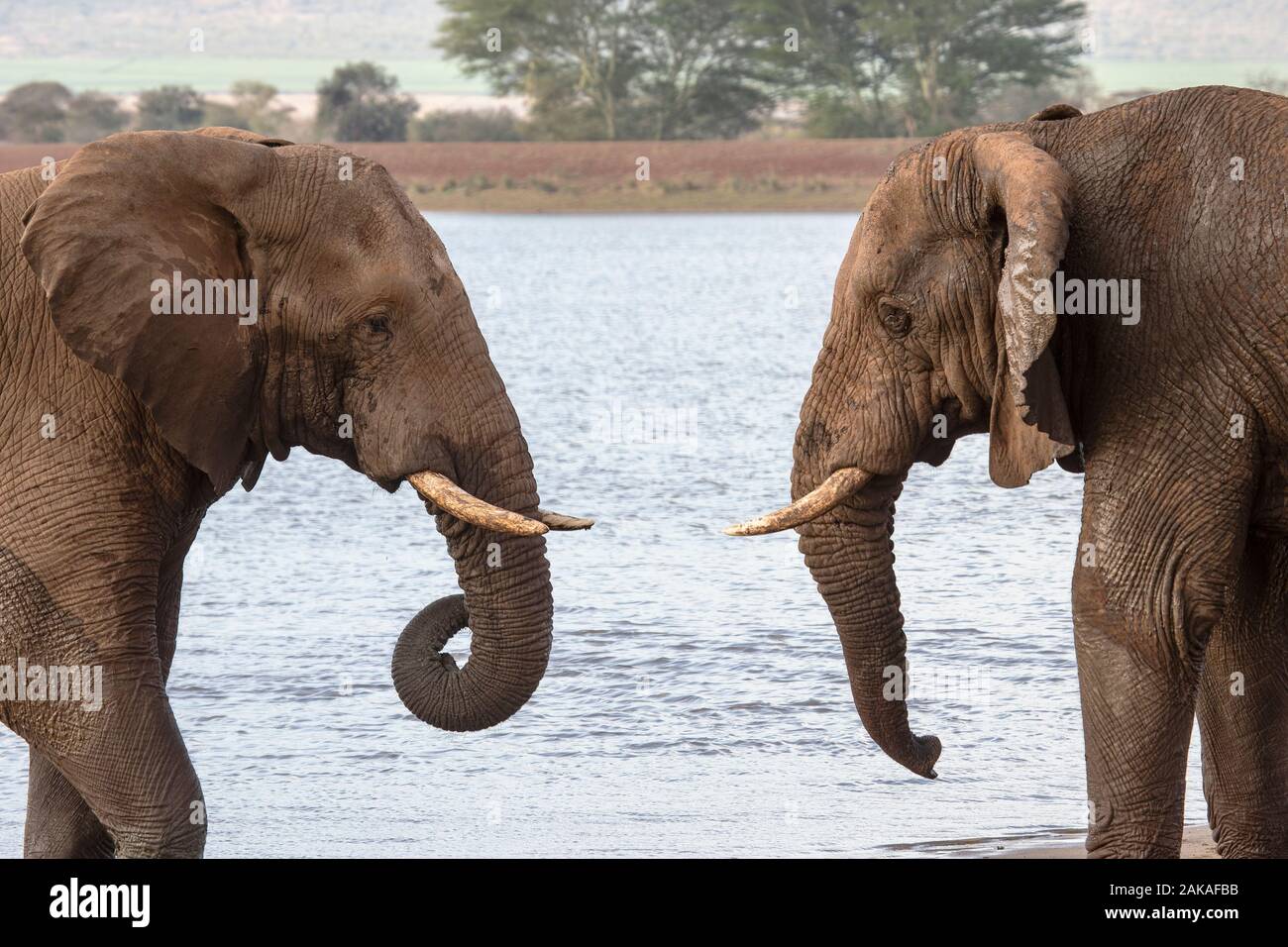 Two african elephants head to head hi-res stock photography and images ...