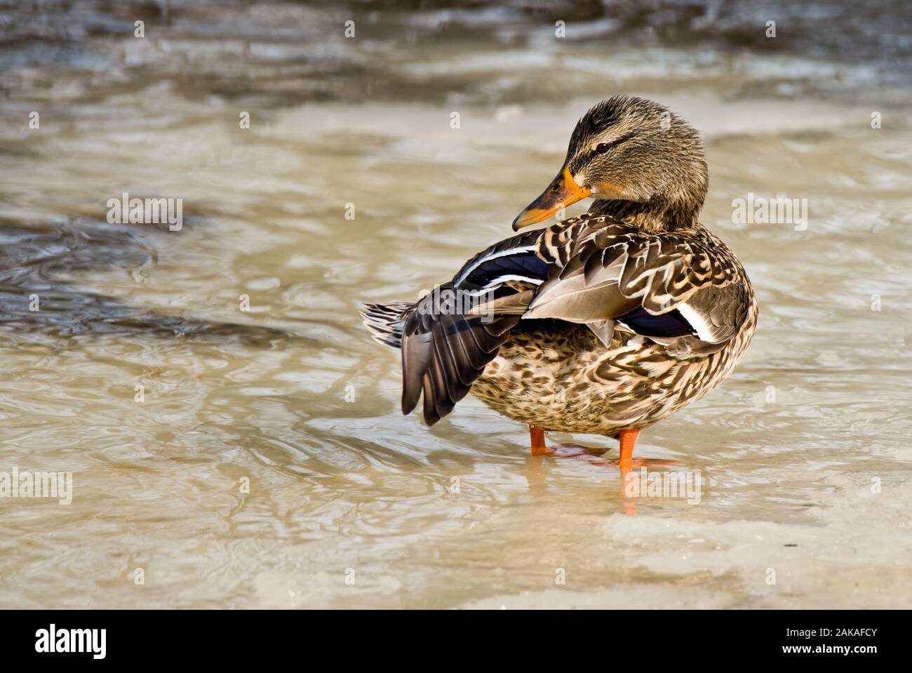 Mallard Duck in water Stock Photo - Alamy