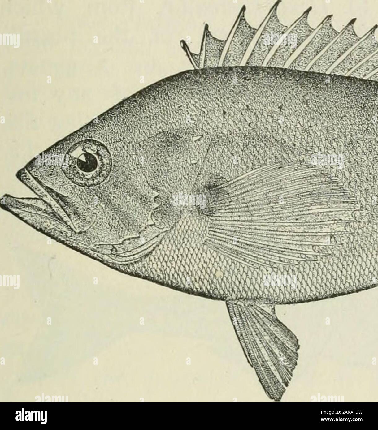 Yellowtail rockfish hi-res stock photography and images - Alamy