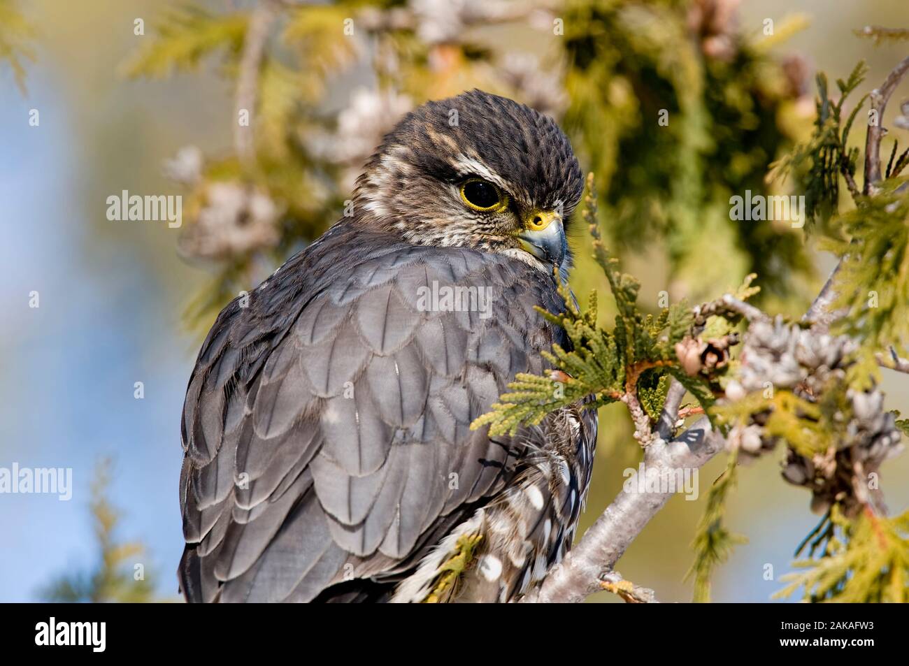 Merlin falcon hi-res stock photography and images - Alamy