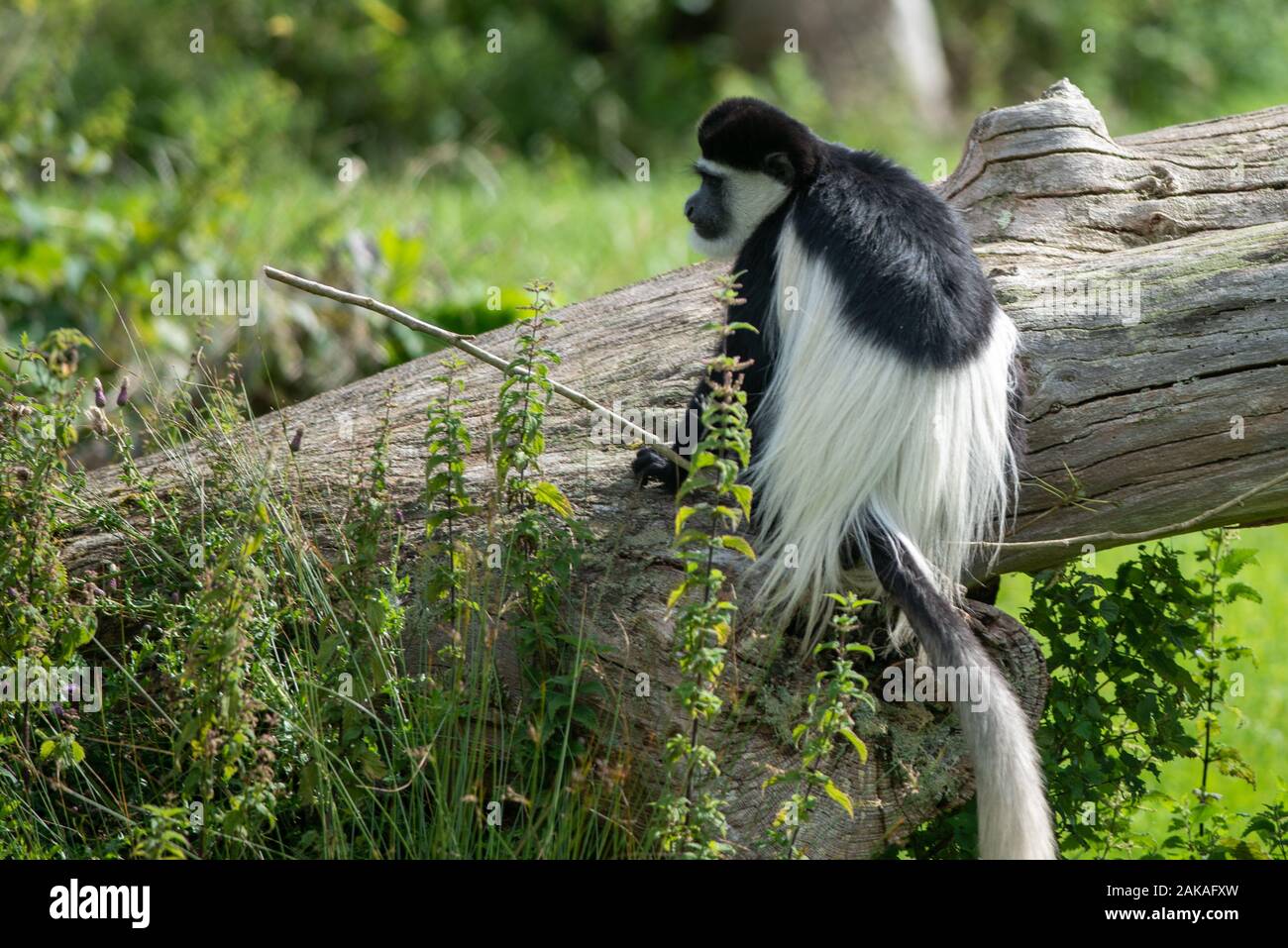 Zoo [colobus monkey] primate hi-res stock photography and images - Alamy