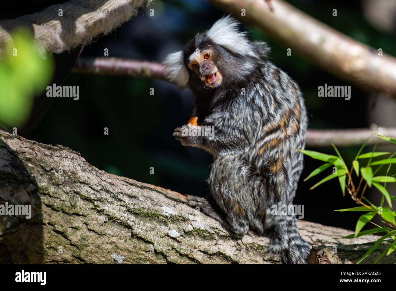 Callithrix Monkey Family