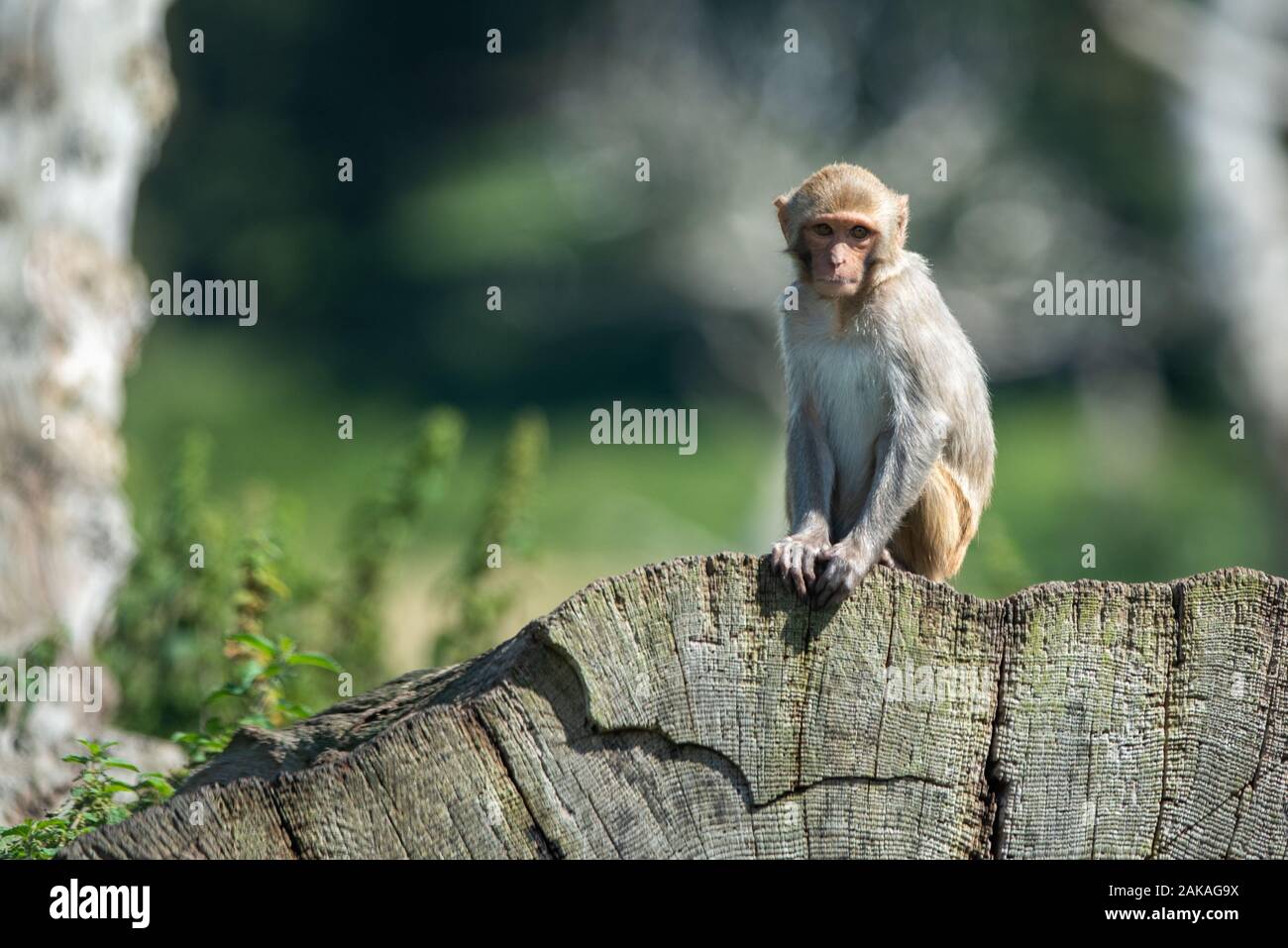 Mischeif hi-res stock photography and images - Alamy