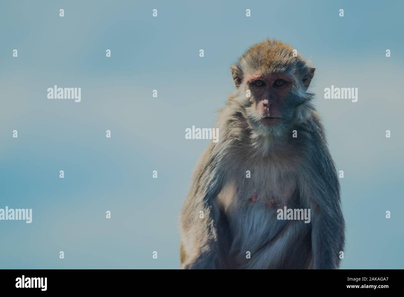 Mischeif hi-res stock photography and images - Alamy