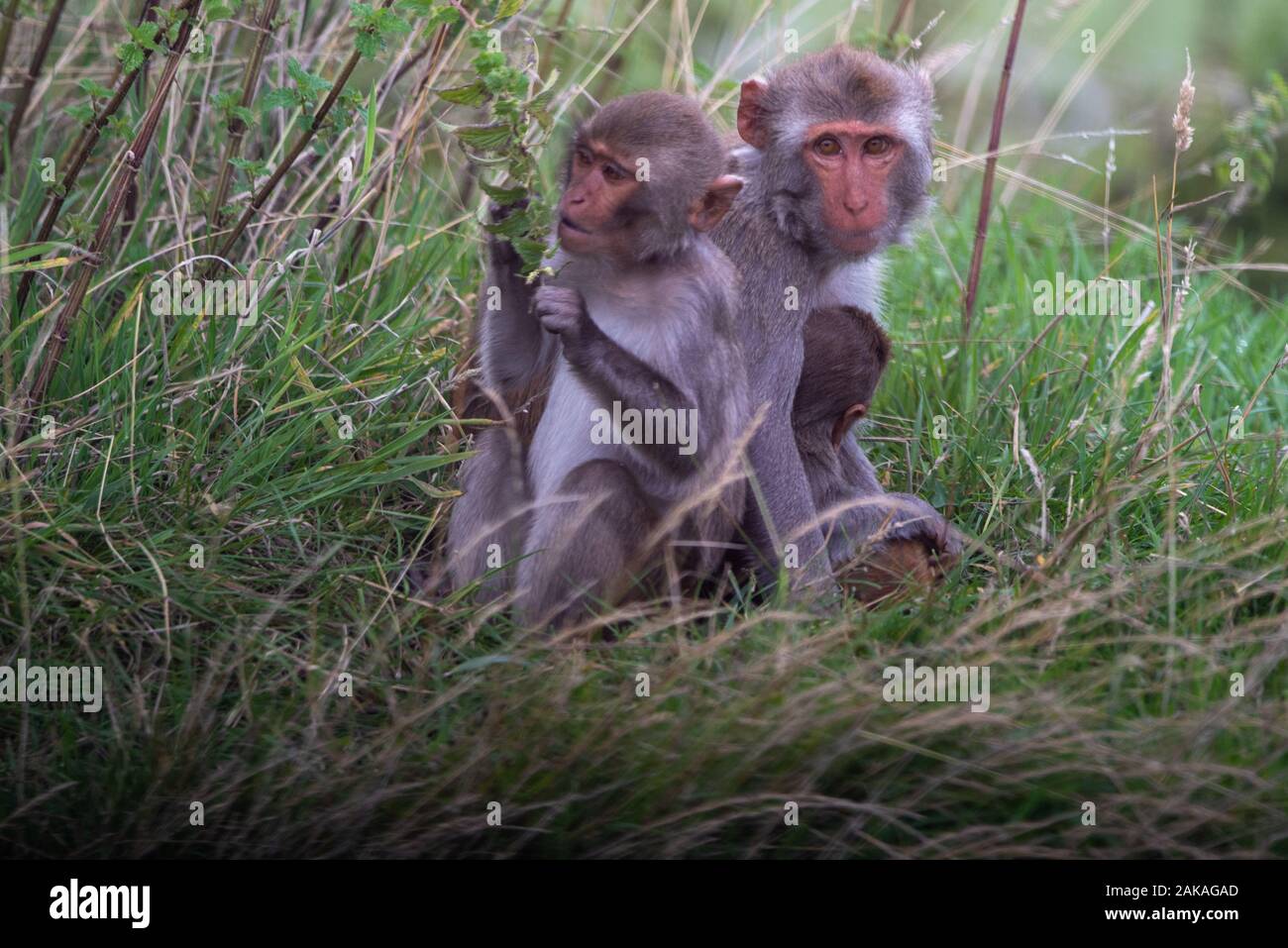 Mischeif hi-res stock photography and images - Alamy