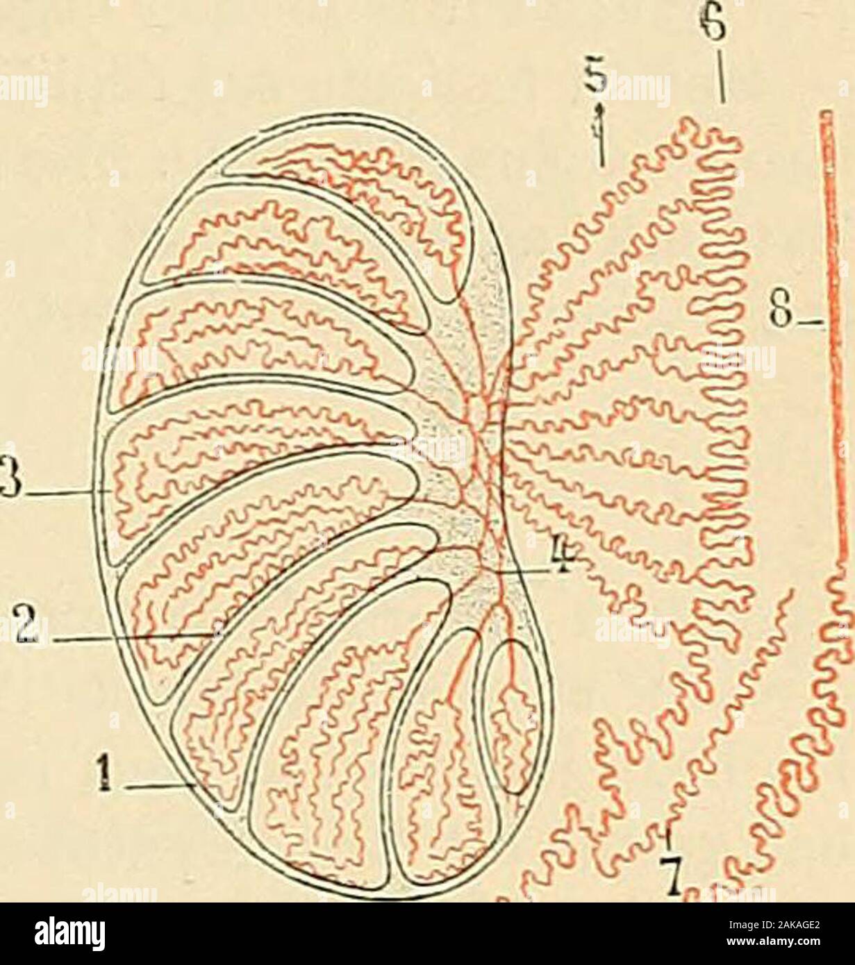 Traité d'anatomie humaine : anatomie descriptive, histologie ...