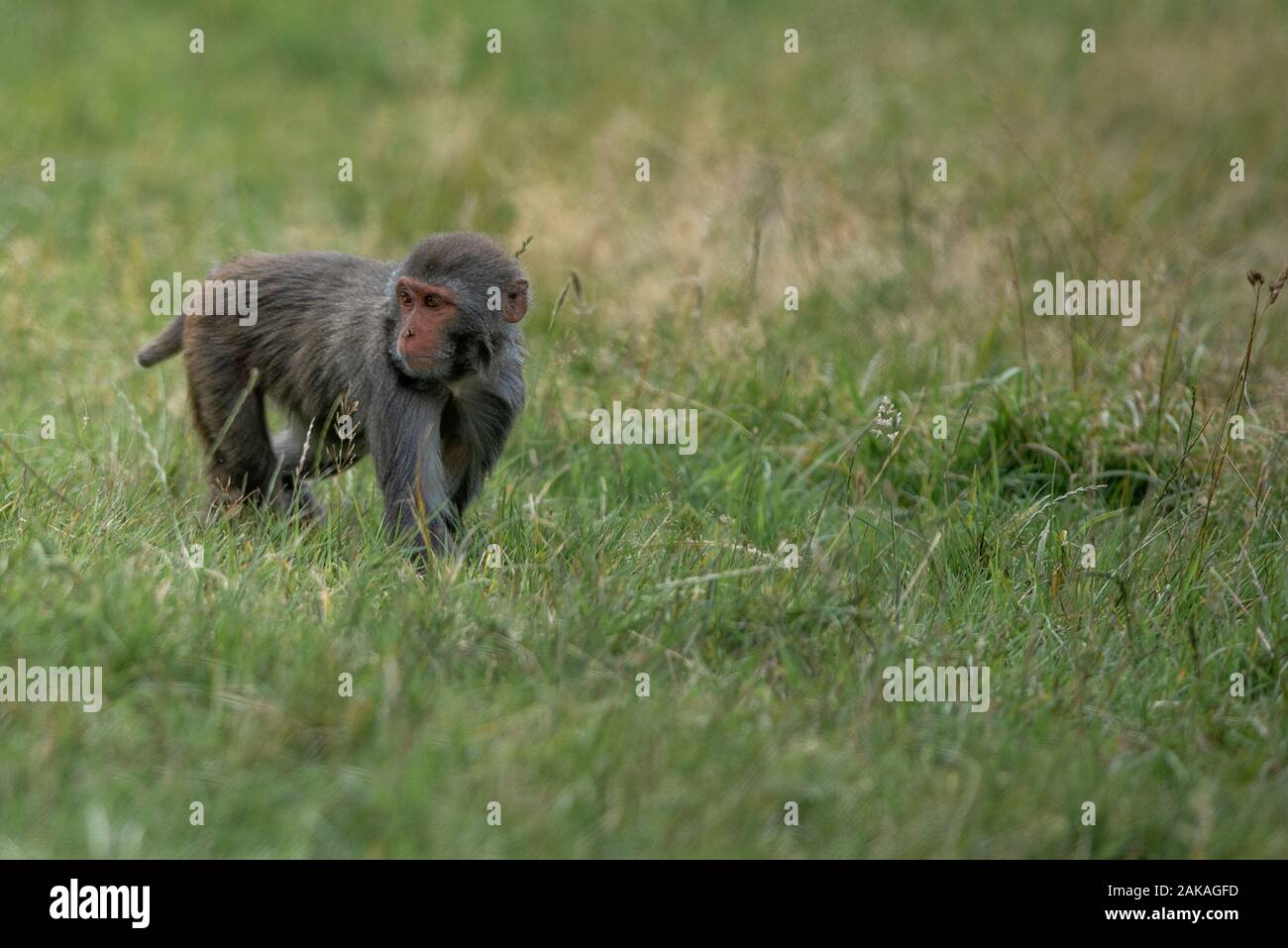 Mischeif hi-res stock photography and images - Alamy