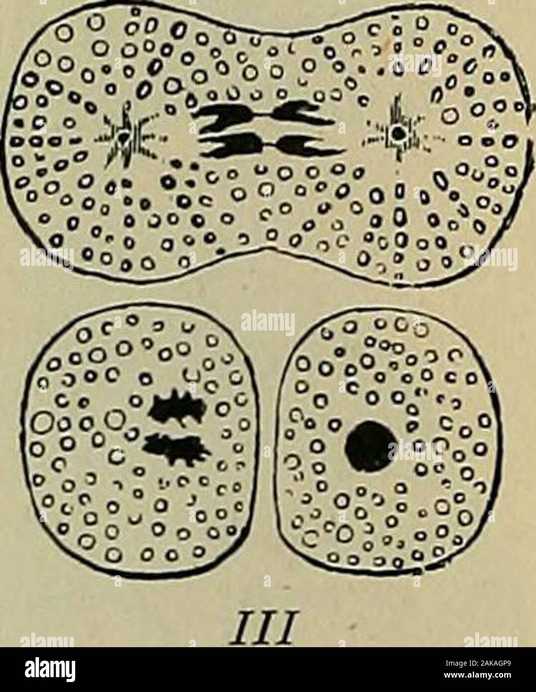 Nuclear worm hi-res stock photography and images - Alamy