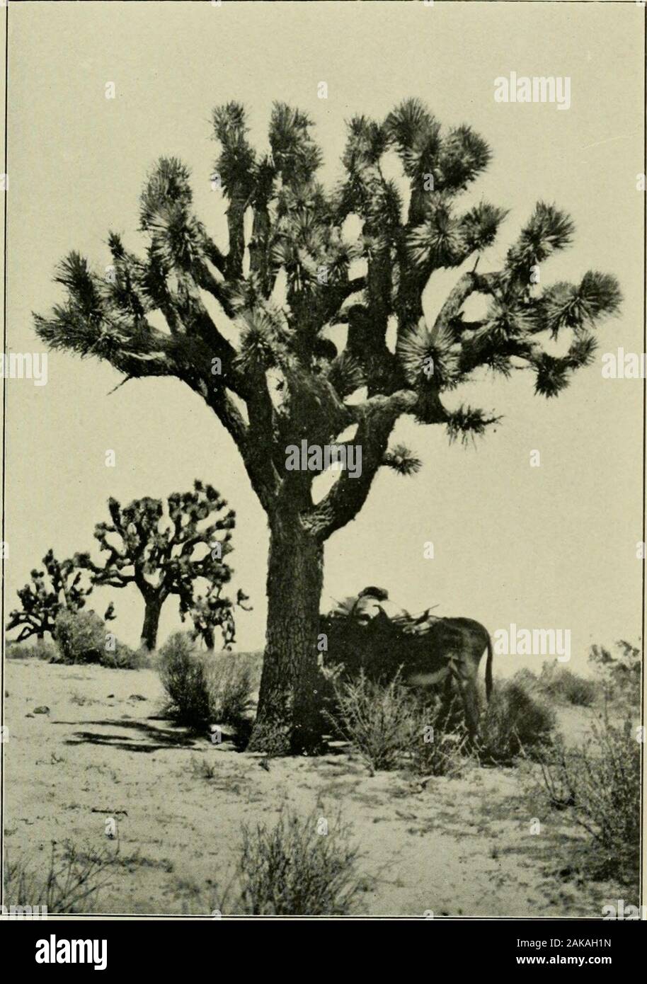 Phytogeographic hi-res stock photography and images - Alamy