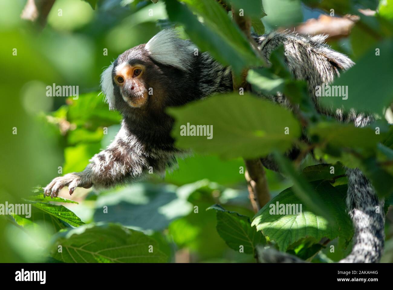 A common marmoset in the tree line Stock Photo - Alamy