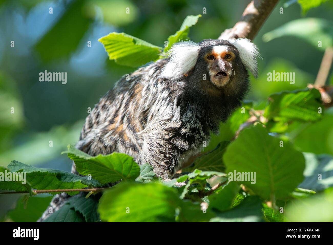 A common marmoset in the tree line Stock Photo - Alamy
