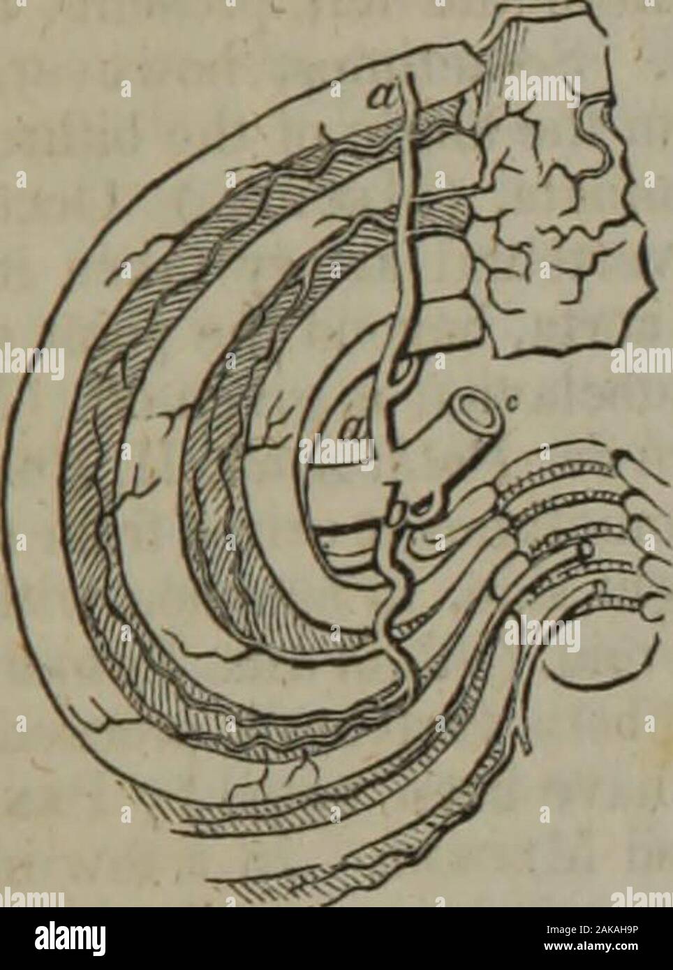 Essays on practical medicine and surgery (Volume 2) . leni muscles ...