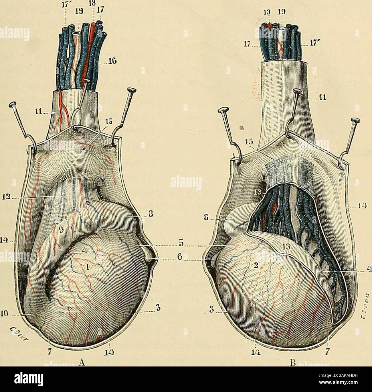 Traité d'anatomie humaine : anatomie descriptive, histologie ...
