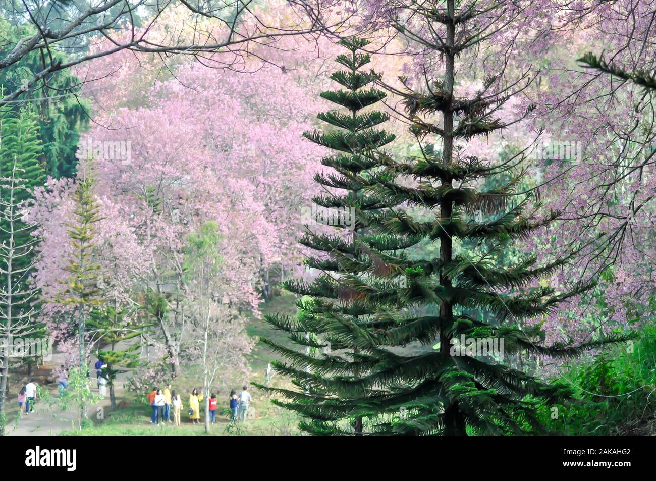 wild himalayan cherry or prunus cerasoides, sakura and pine tree Stock ...