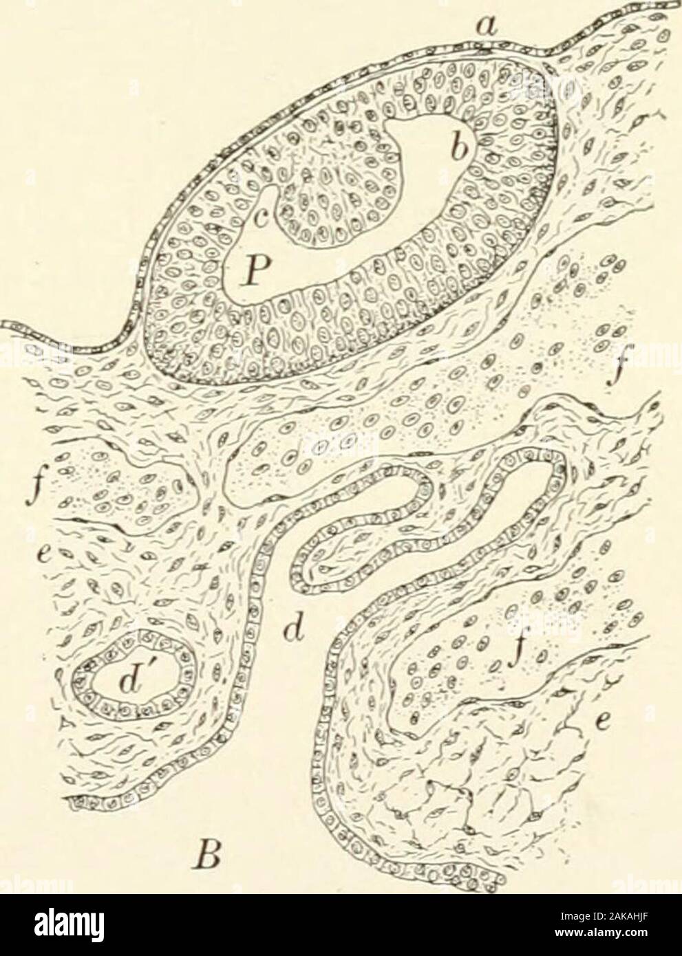 Embryonal tissues hi-res stock photography and images - Alamy