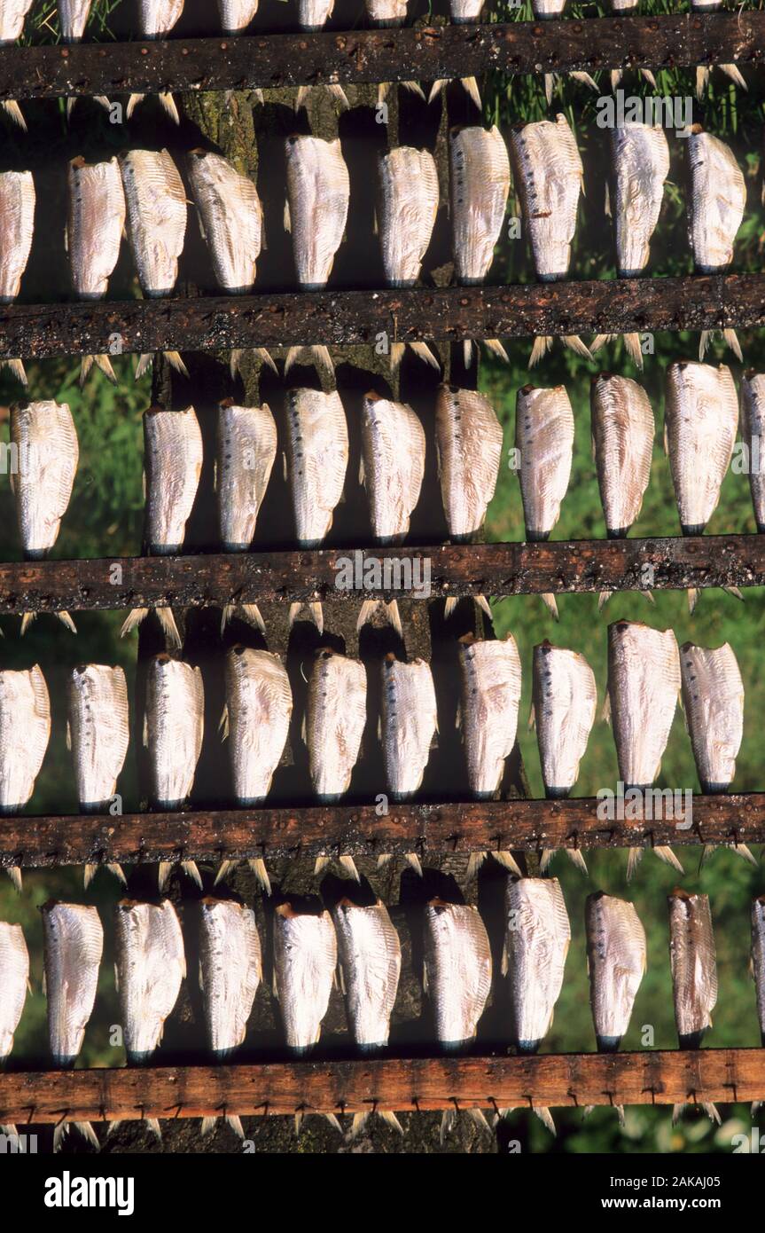 sun-dried agoni, future missoltini, como lake Stock Photo - Alamy