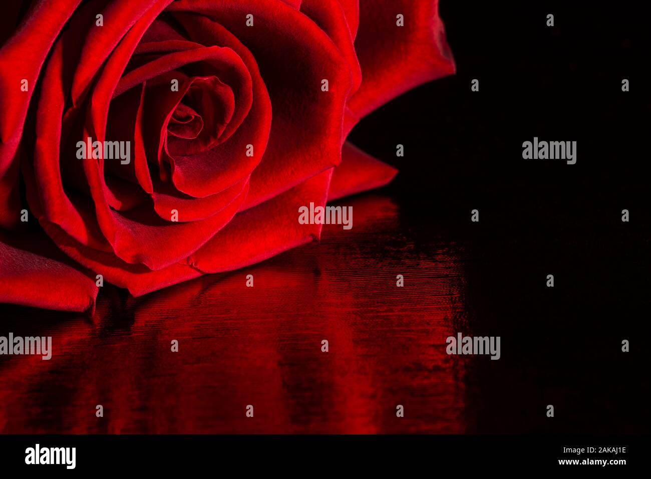 close up of red rose flower on red background, red abstract background ...