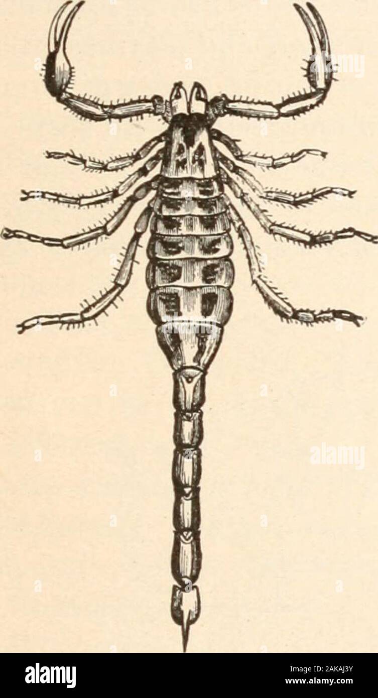 False Fig High Resolution Stock Photography and Images - Alamy