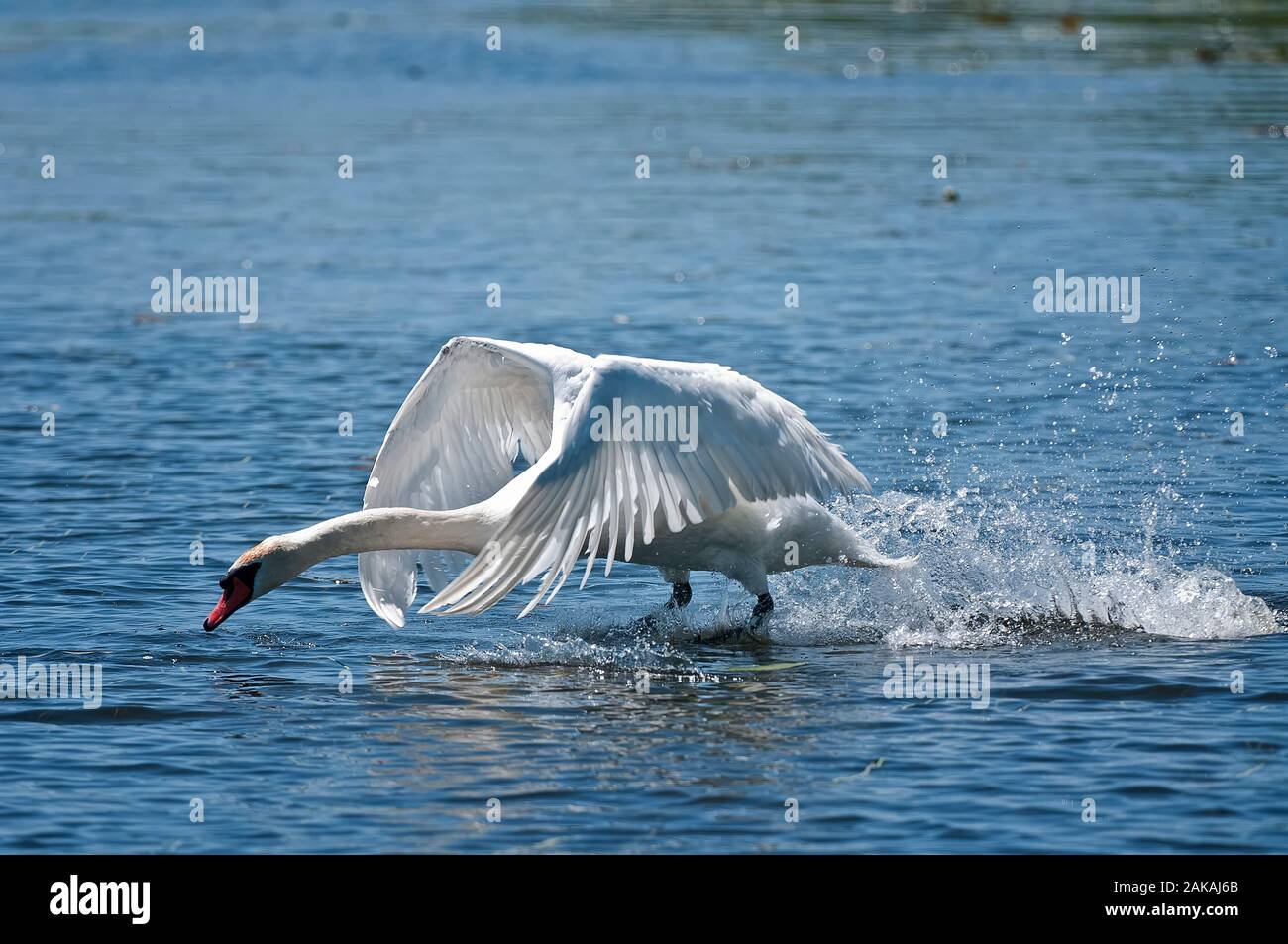Mute Swan Taking Off Stock Photo - Alamy