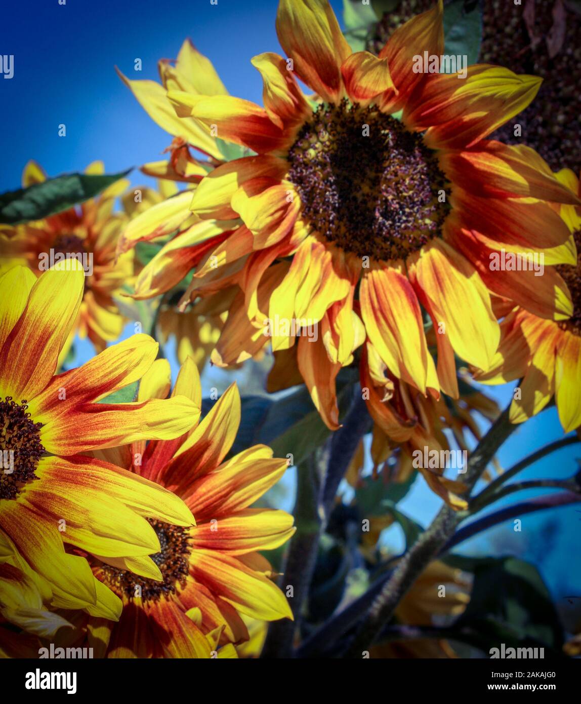 Coastal sunflower hi-res stock photography and images - Alamy