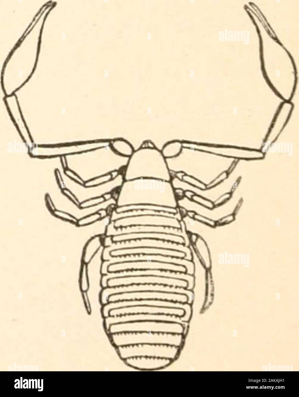 Phalan hi-res stock photography and images - Alamy