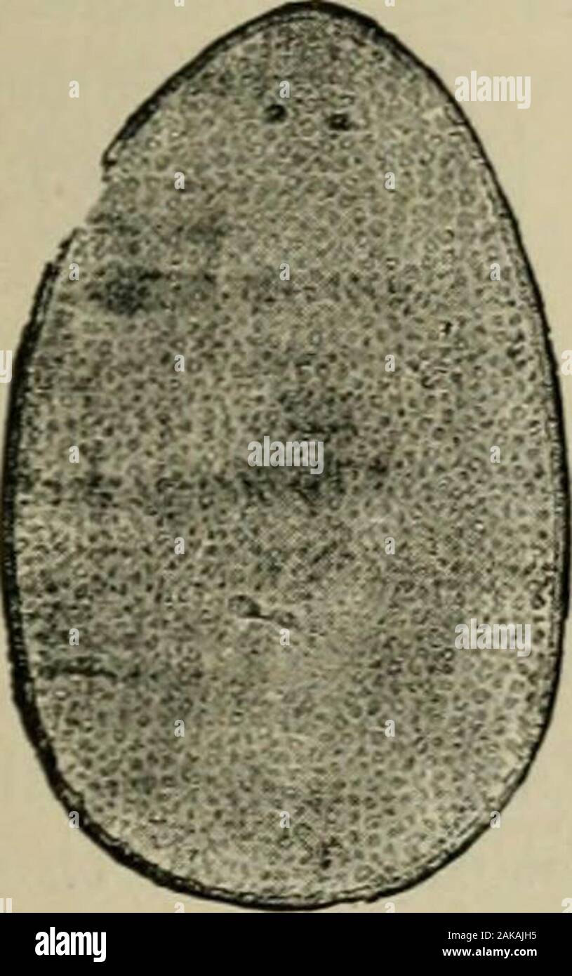 Single cell life form hi-res stock photography and images - Alamy