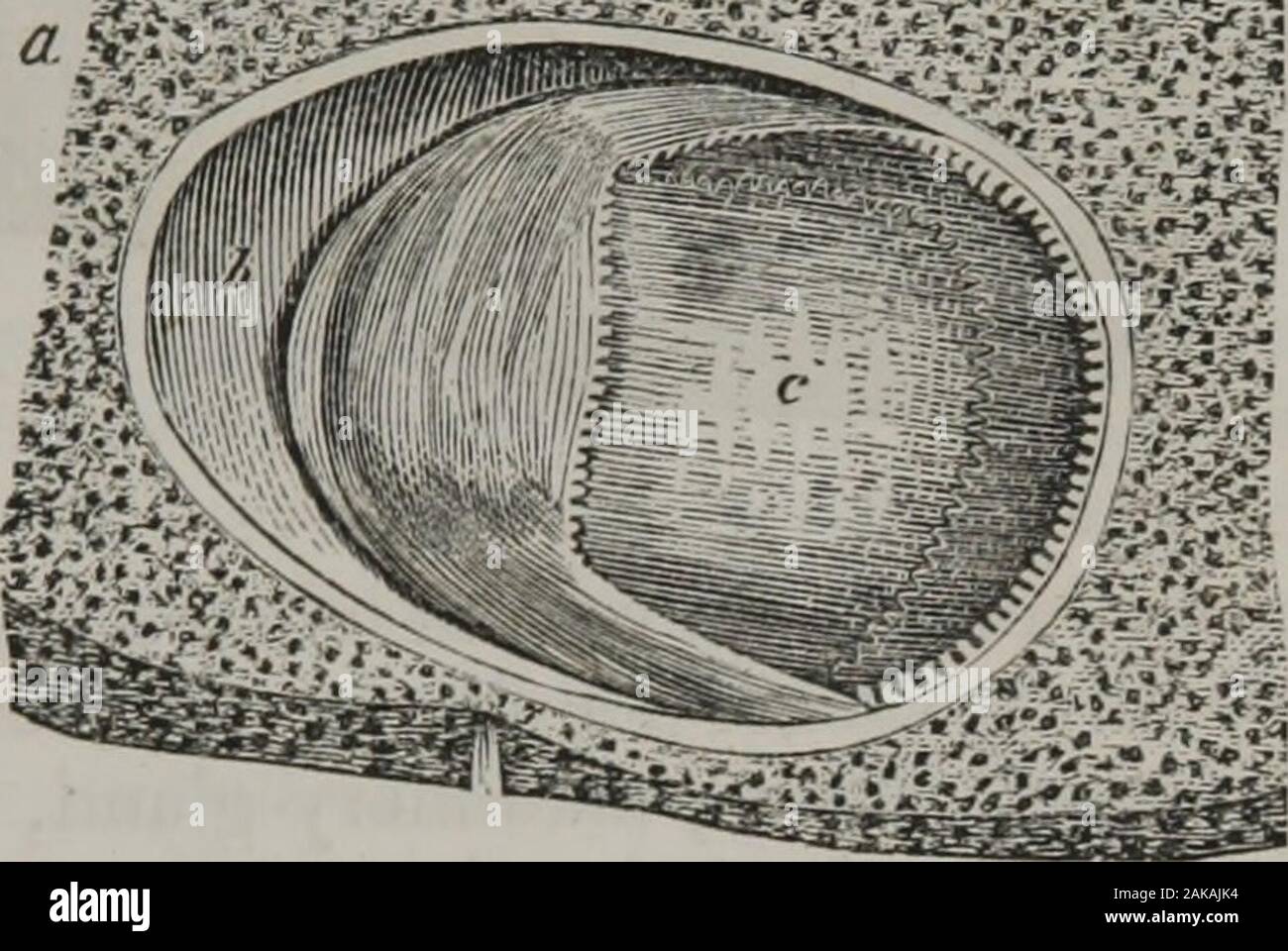 Choroidplexus hi-res stock photography and images - Alamy