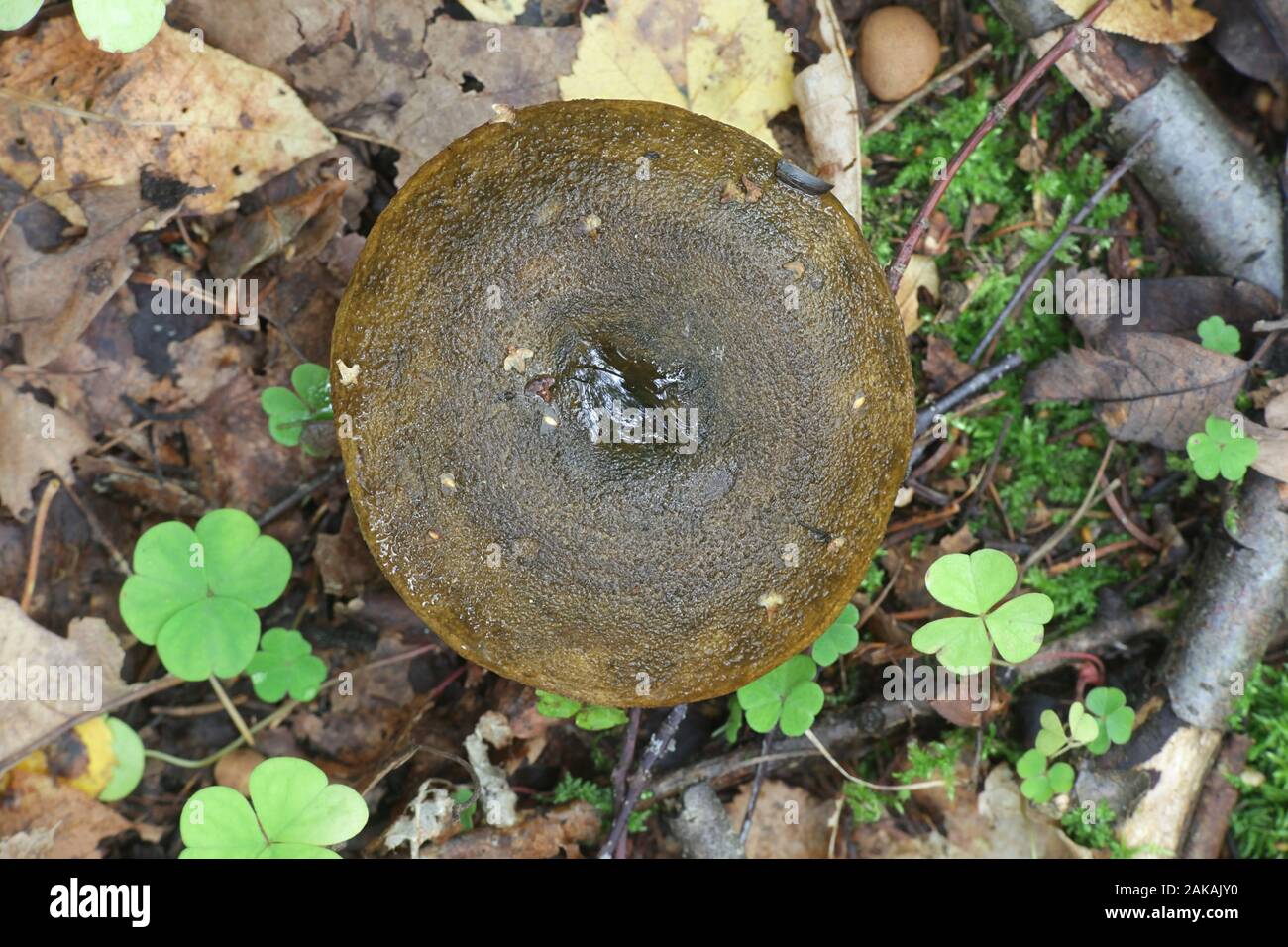 Lactarius turpis, known as the Ugly Milk-cap, wild mushroom from ...