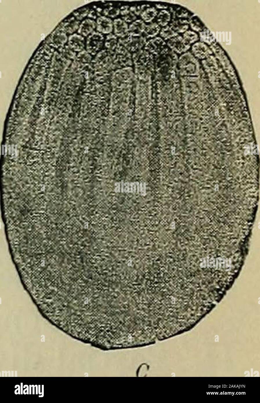 General physiology; an outline of the science of life . A B Fig. 76 ...