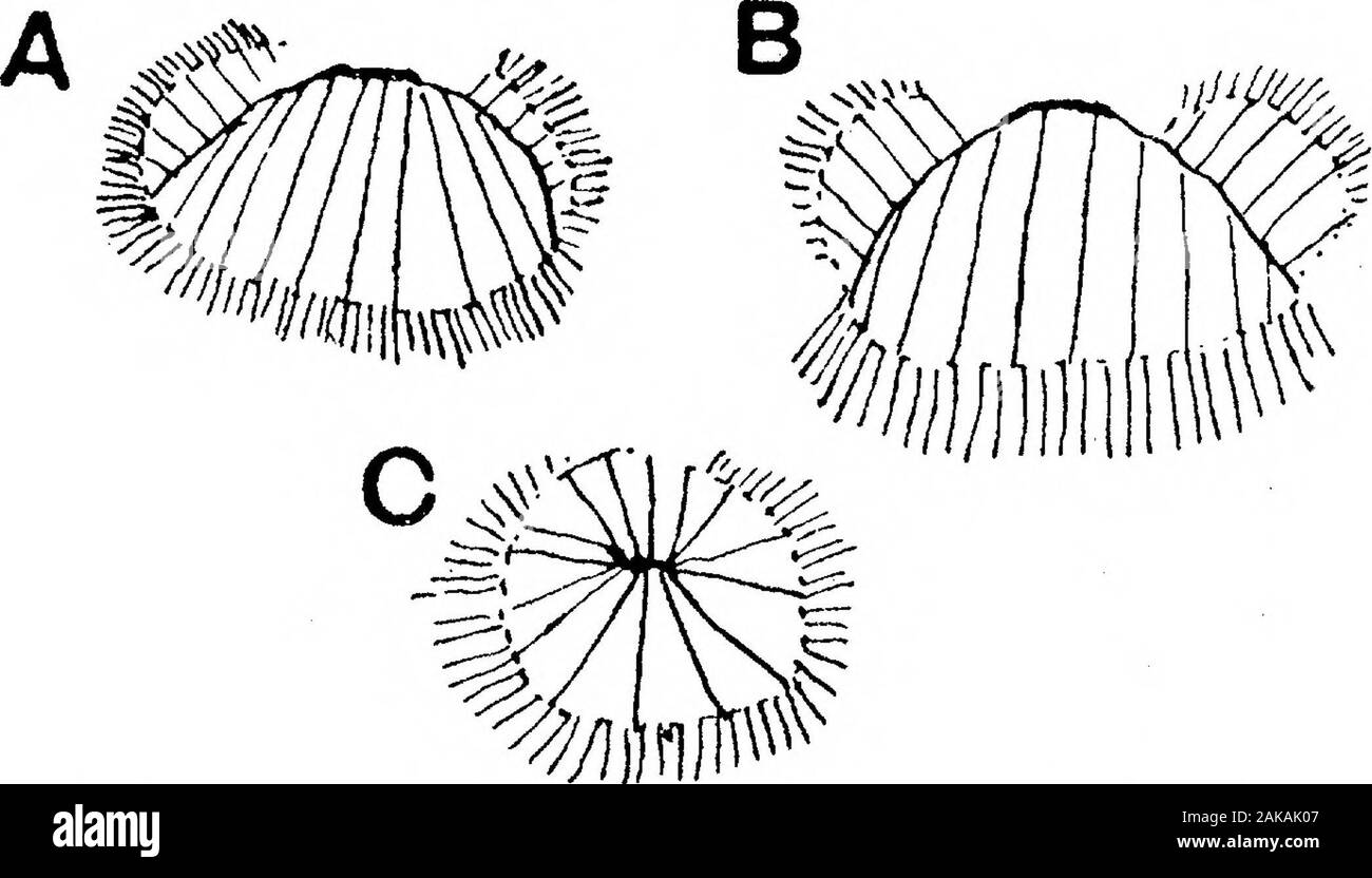 Transfusion tissue Black and White Stock Photos & Images - Alamy