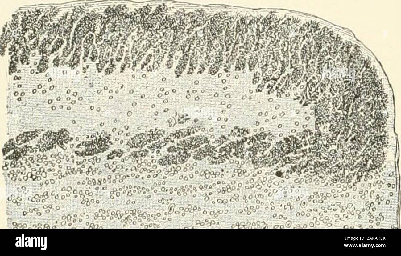 Olfactory lobes hi-res stock photography and images - Alamy