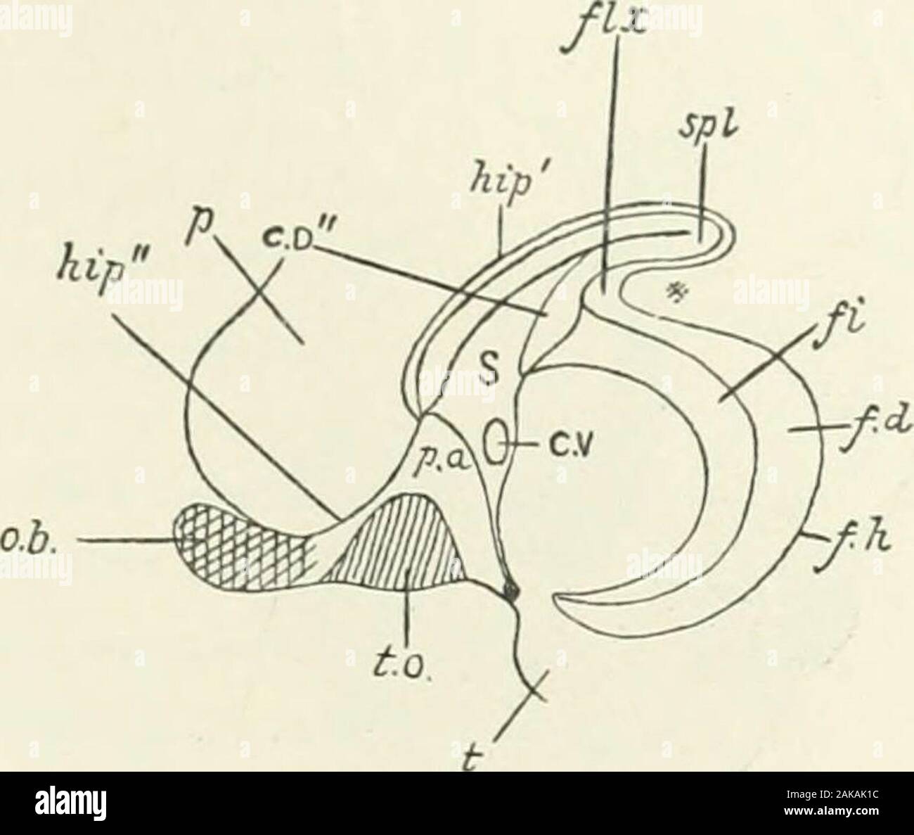 Hiatus Semilunaris Abdomen