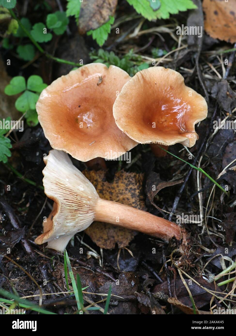 Lactarius tabidus hi-res stock photography and images - Alamy