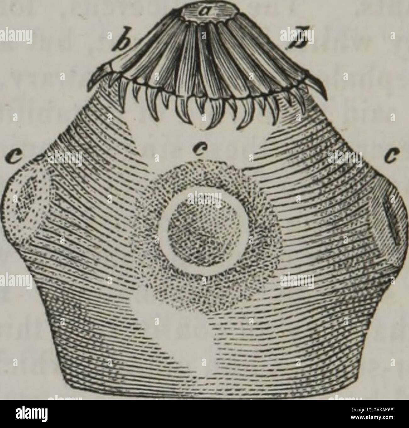 Elements of pathological anatomy . Fig. 23 Stock Photo - Alamy