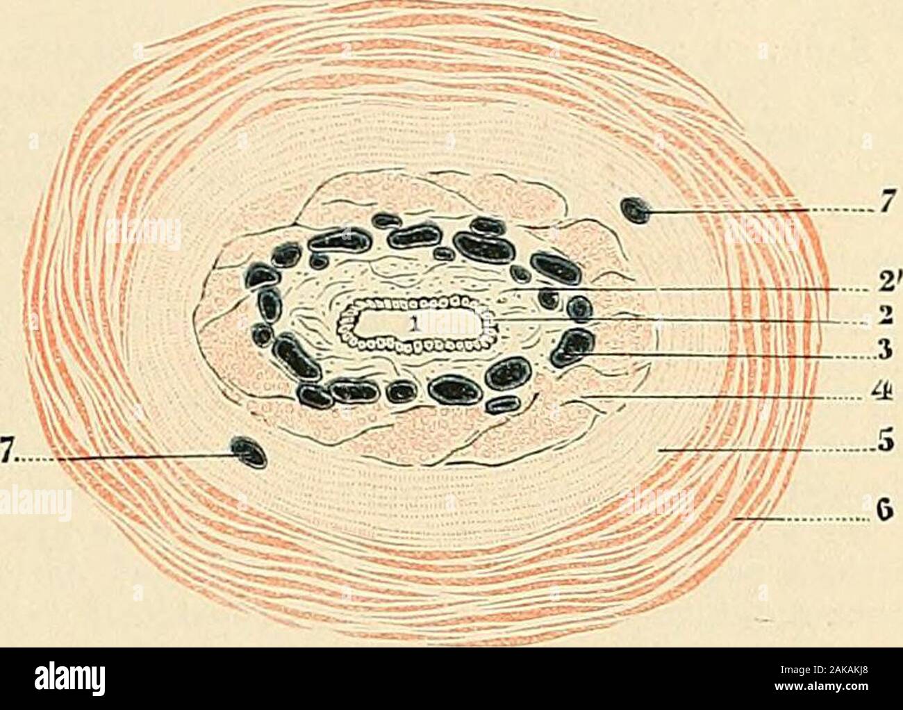 Anatomie humaine muscles de corps hi-res stock photography and images ...