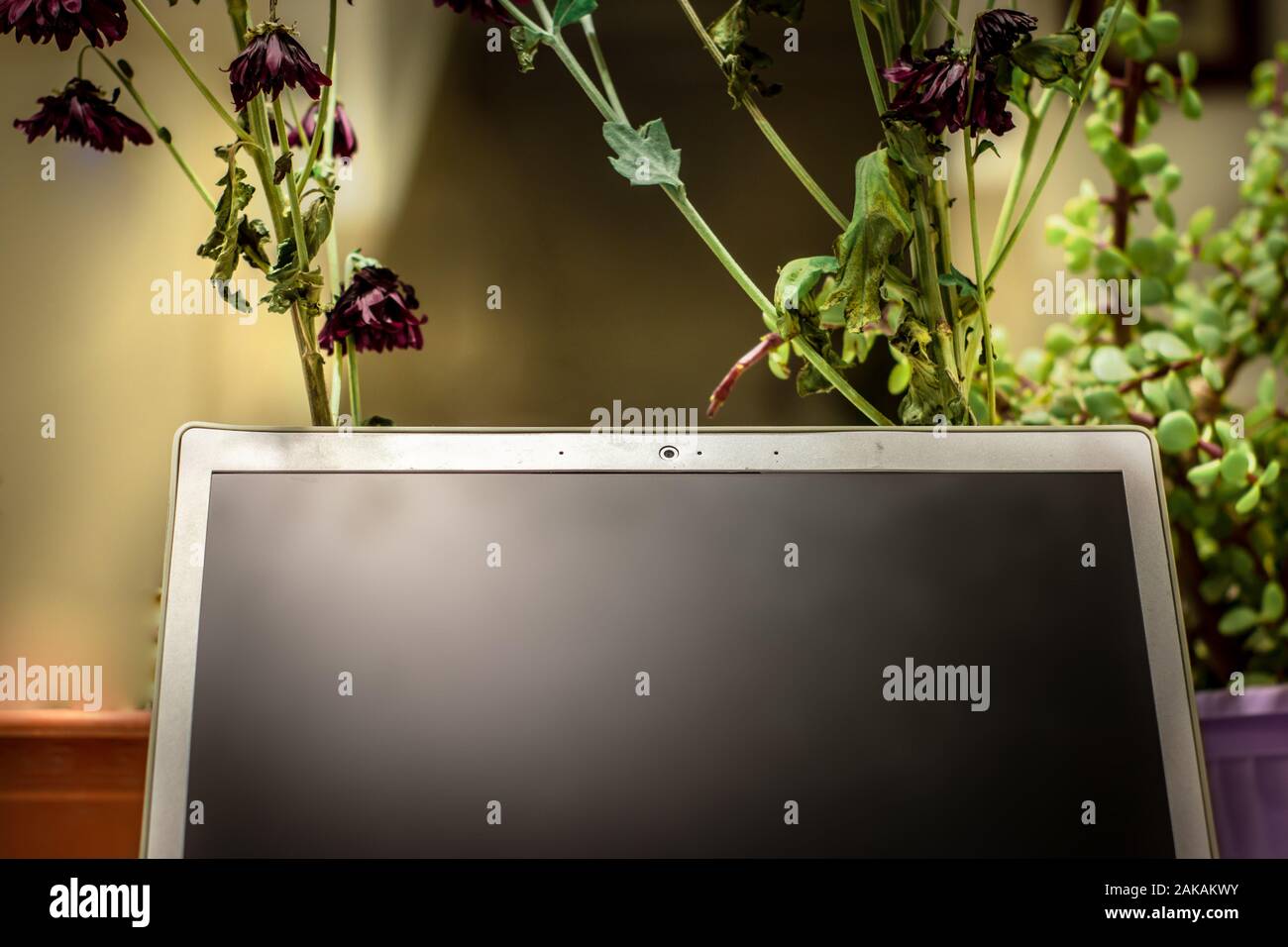 Opened laptop computer on the desk and natural design office interior ...