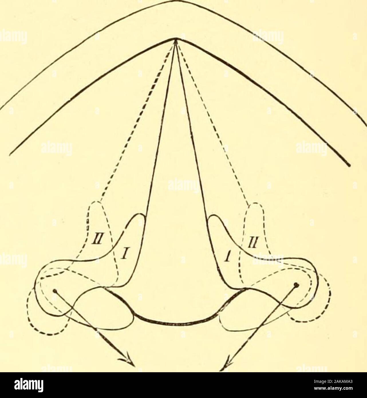 Diseases of the nose and throat . enoids (Fig. 105). The muscles ...