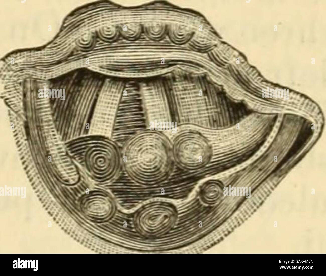 A manual of diseases of the throat and nose : including the pharynx ...