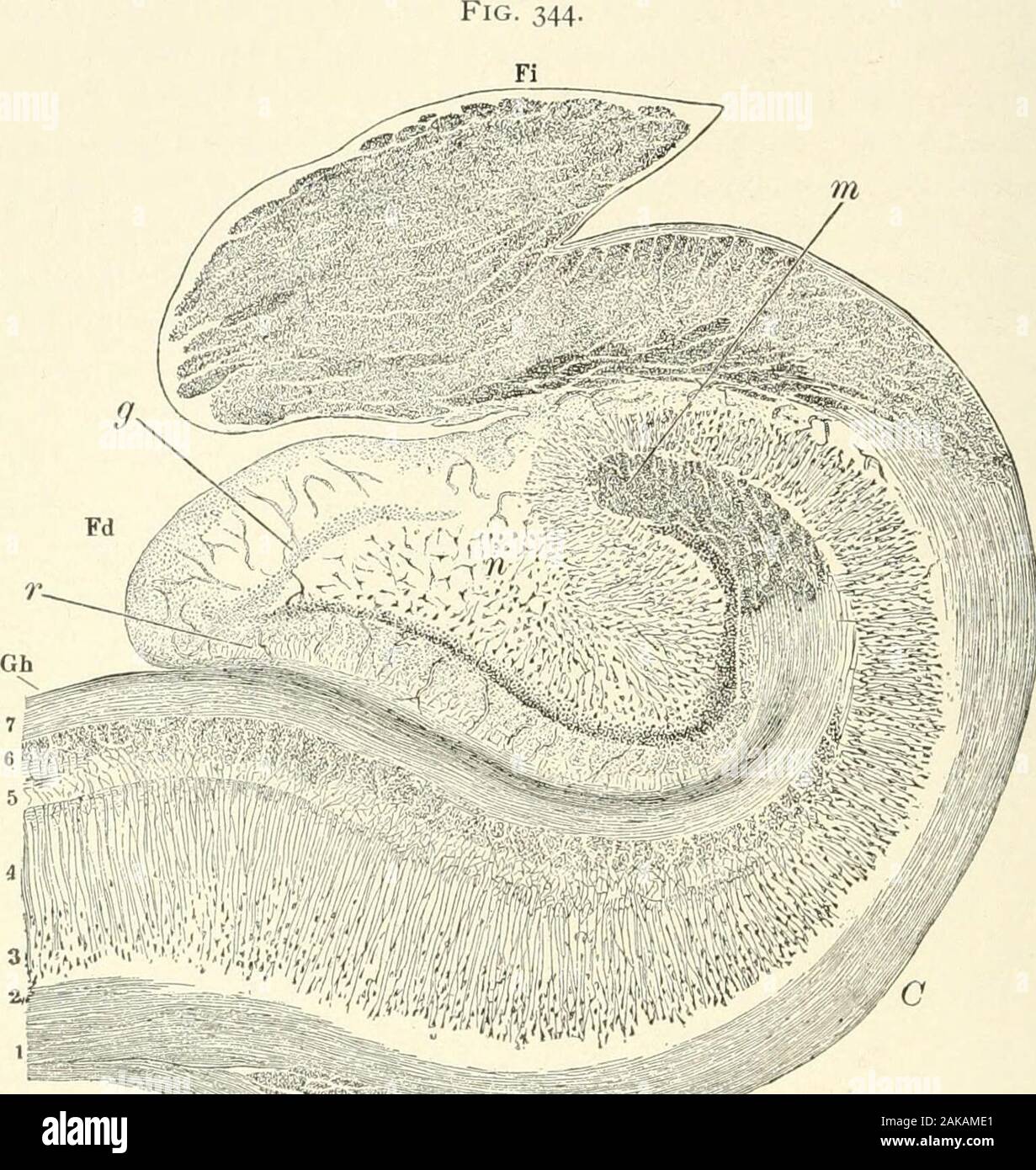 Cornu ammonis hi-res stock photography and images - Alamy