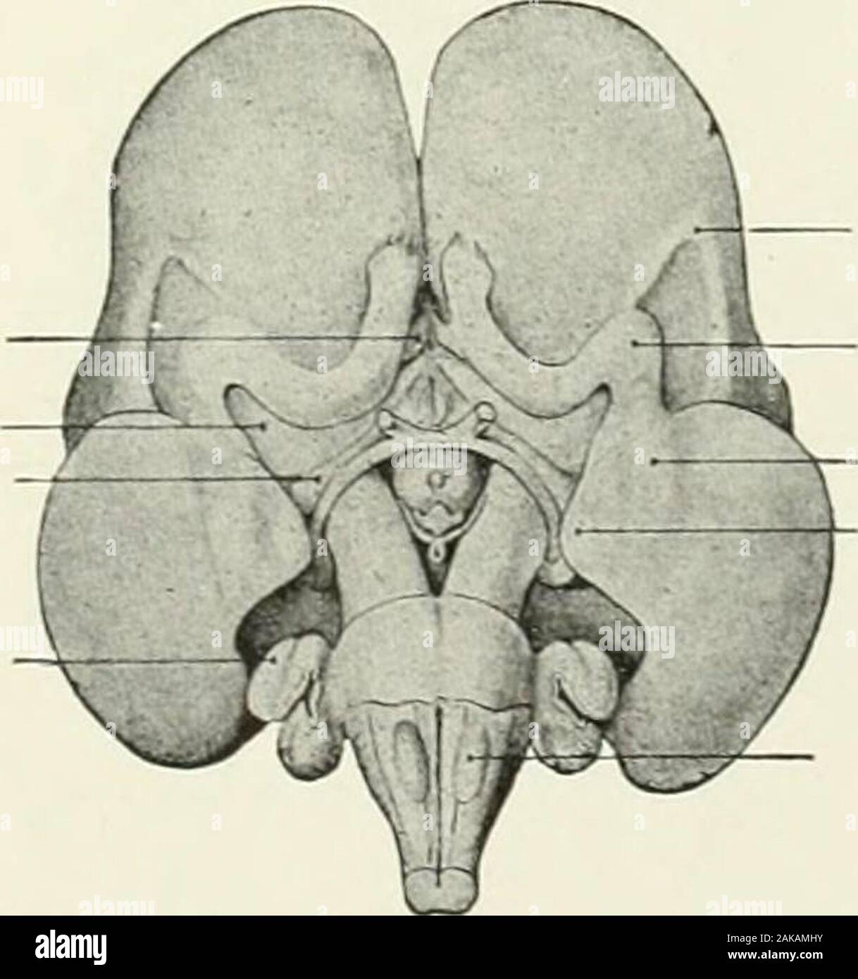 A reference handbook of the medical sciences, embracing the entire ...