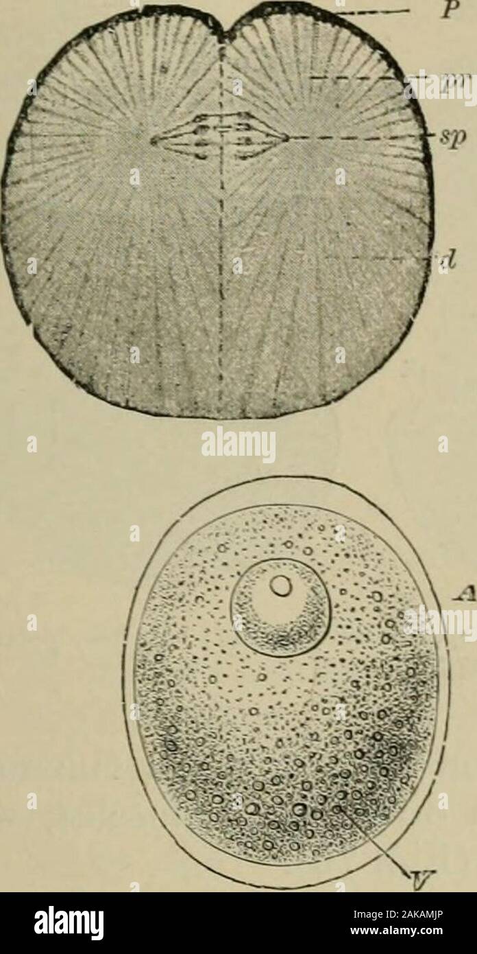 Nuclear division hi-res stock photography and images - Alamy