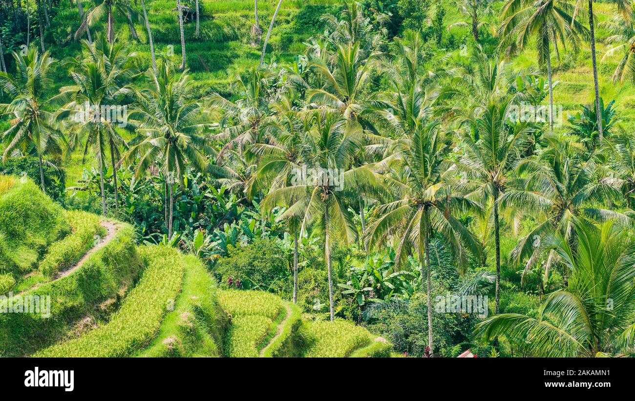 Palm Trees in Tegalalang Rice Terrace, Ubud, Bali, Indonesia Stock ...