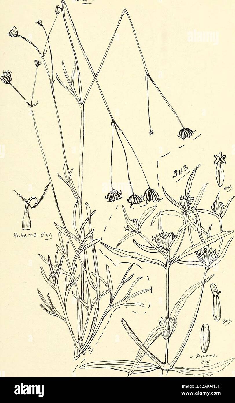 Indigenous cosmos hi-res stock photography and images - Alamy