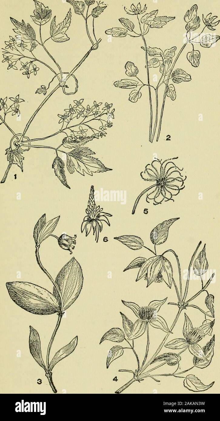 An illustrated guide to the flowering plants of the middle Atlantic and ...